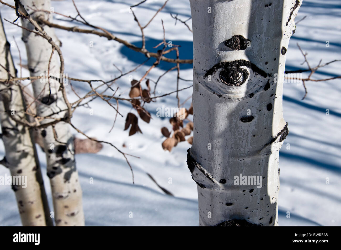 Aspen Trees in the snow Stock Photo - Alamy
