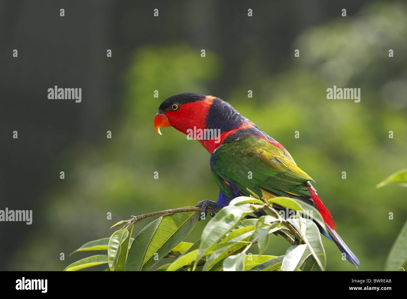 Black capped lory bird lorius lory hi-res stock photography and images ...