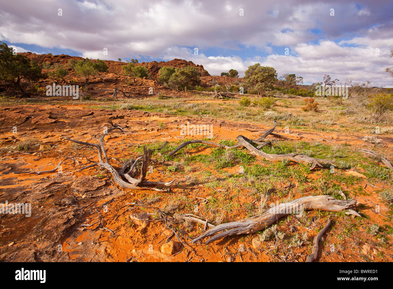 Mulga tree australia hi-res stock photography and images - Alamy
