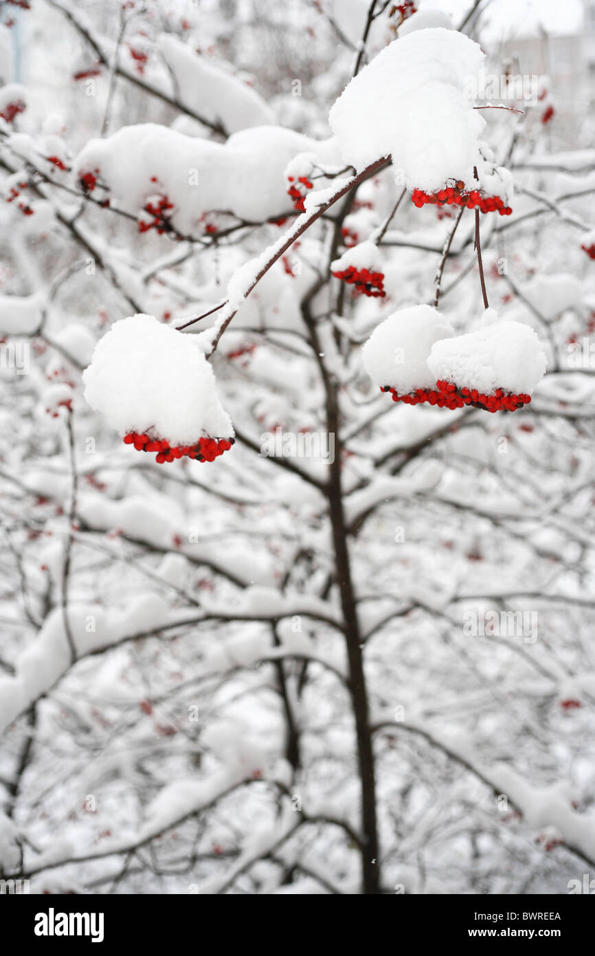 Sorbus aucuparia Rowan Moscow Russia berry winter autumn red snow ...
