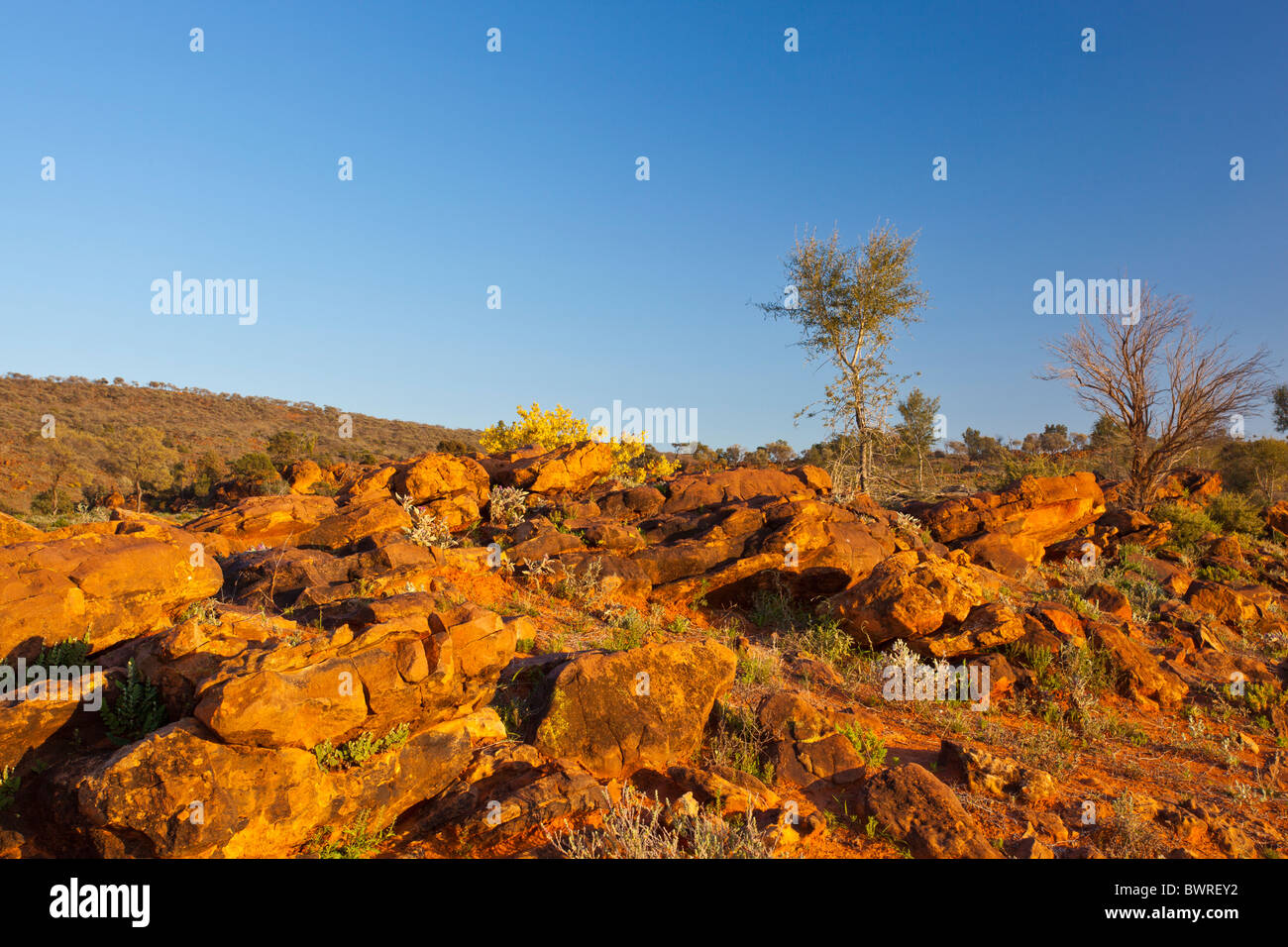 Golden wattle trees australia hi-res stock photography and images - Alamy