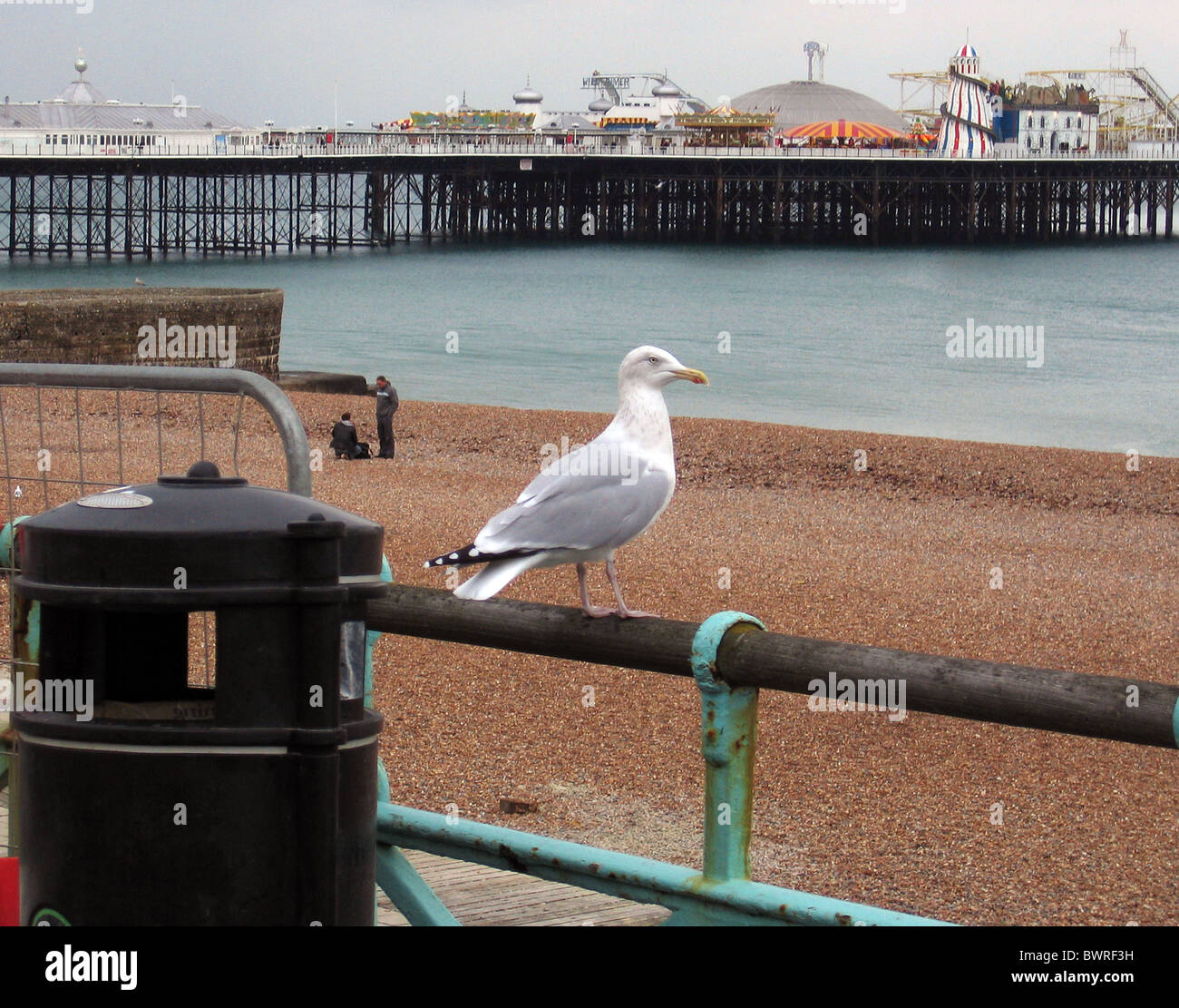 Seagull perched on a railing a Brighton, with Brighton beach and pier ...