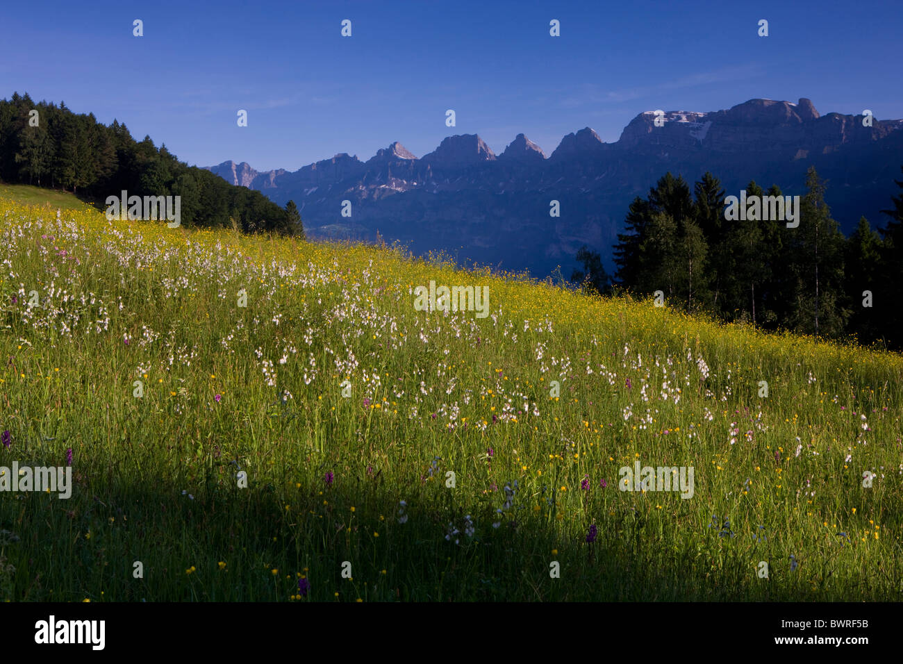 Melser hi-res stock photography and images - Alamy