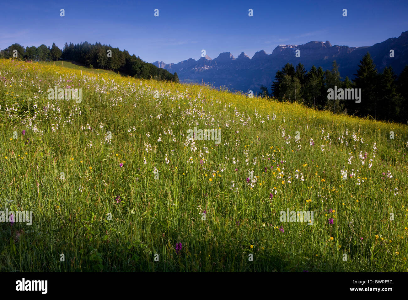Switzerland Europe Melser Hinterberg Mountain Mountains Alps Alpine ...