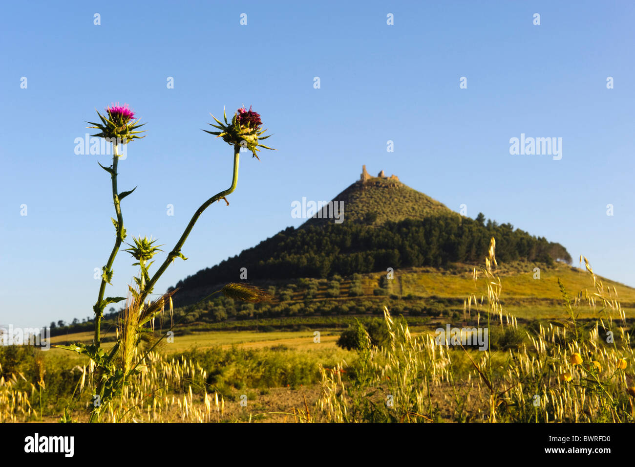 Castello di Marmilla (roman) near Las Plassas, Sardinia, Italy Stock ...