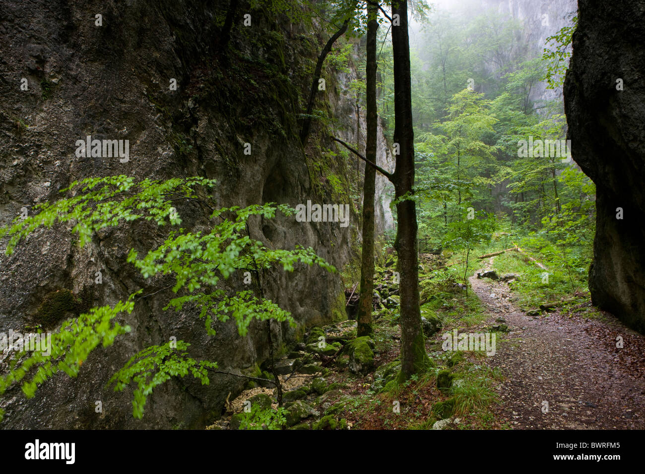 Switzerland Europe Wolfsschlucht Canton Solothurn Summer near ...