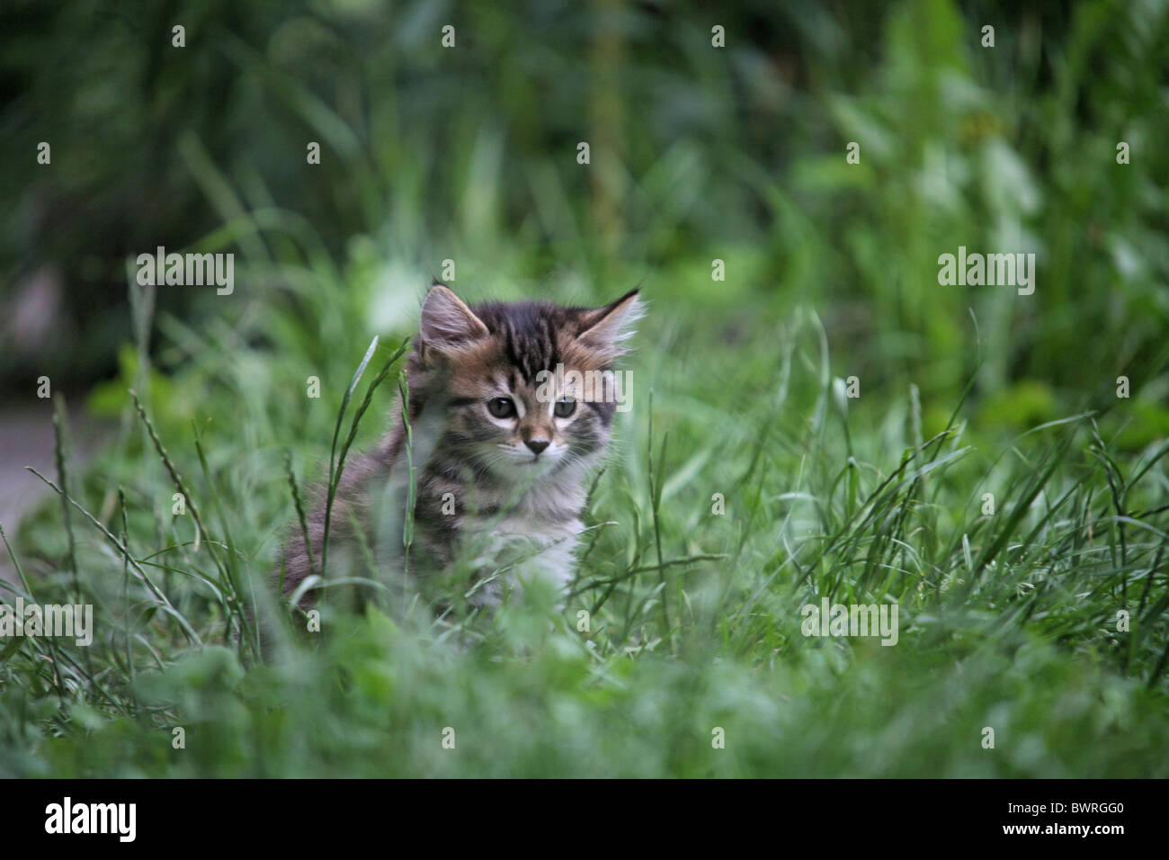 Switzerland Europe Outdoor Outdoors Outside tabby cat pets pet cats ...