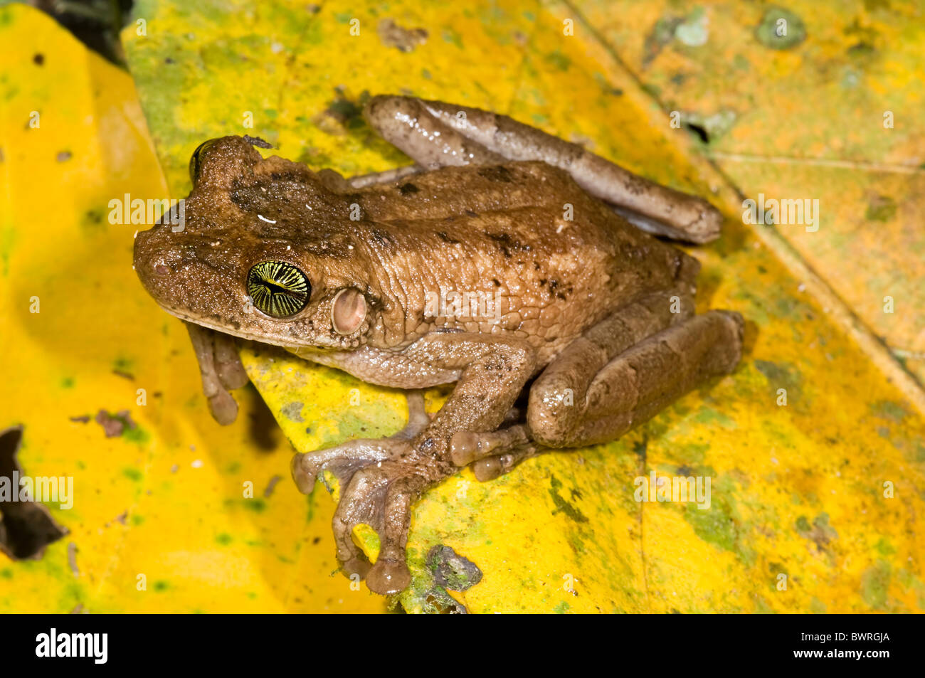Osteocephalus taurinus frog from Ecuador Stock Photo - Alamy
