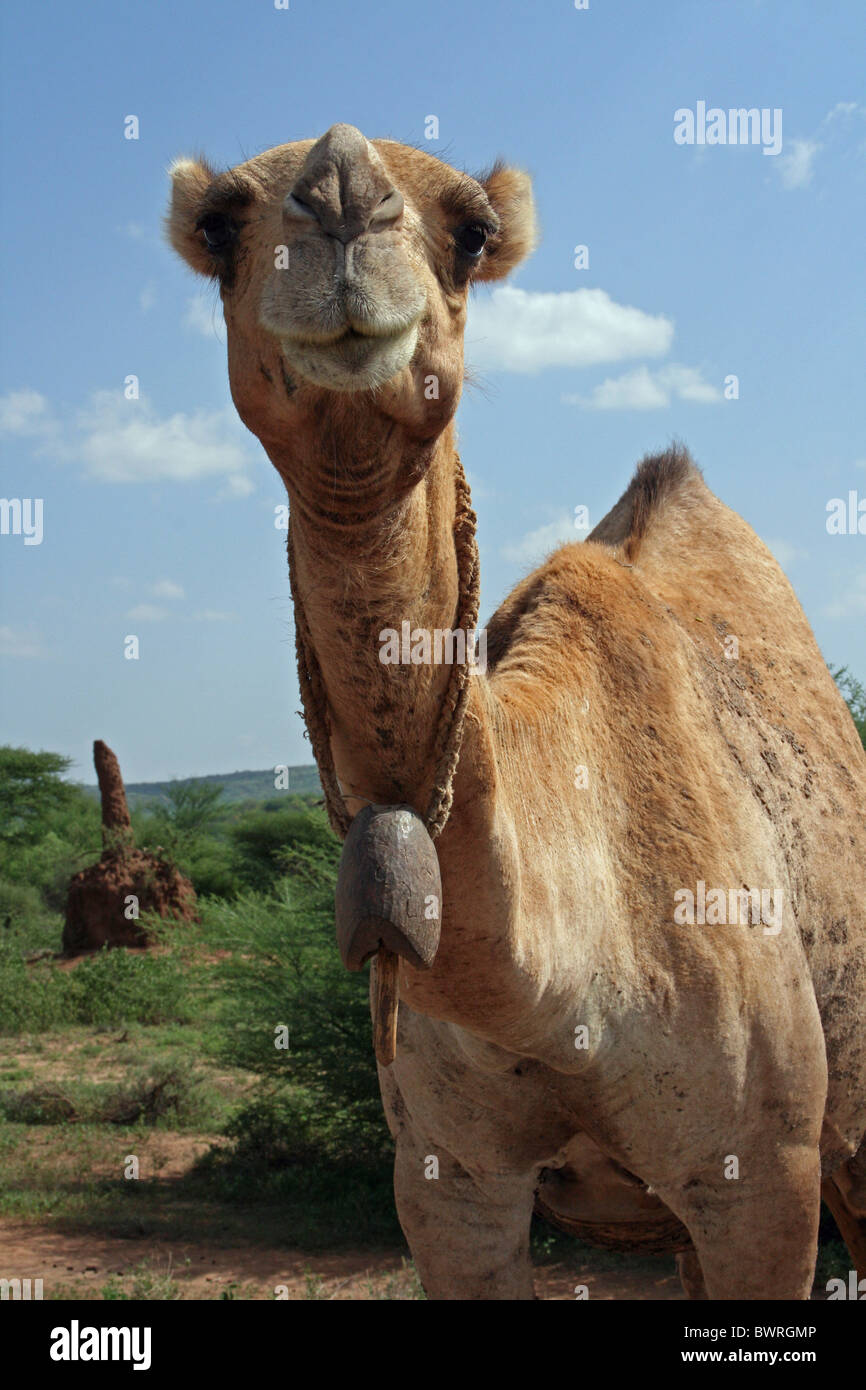 Ethiopian camel hi-res stock photography and images - Alamy