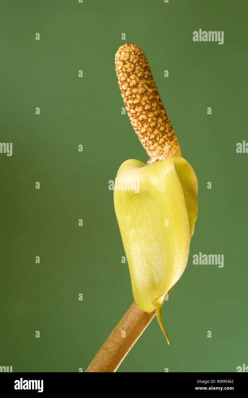 Flower of the houseplant "Aroid Palm" or "Arum Fern" (Zamioculcas ...
