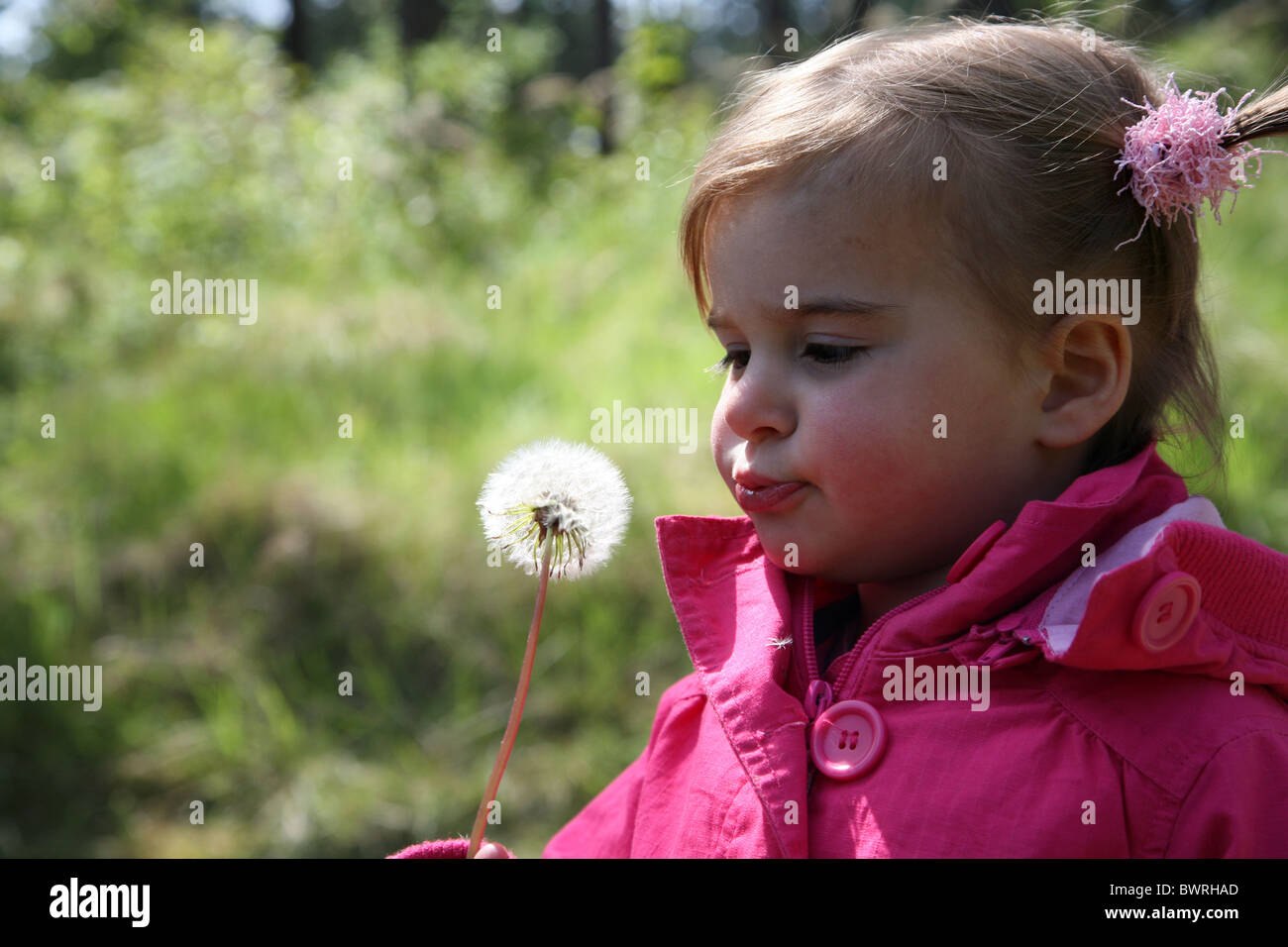 Young girl blowing seed plumes of dandelion, Haamstede, Zealand ...