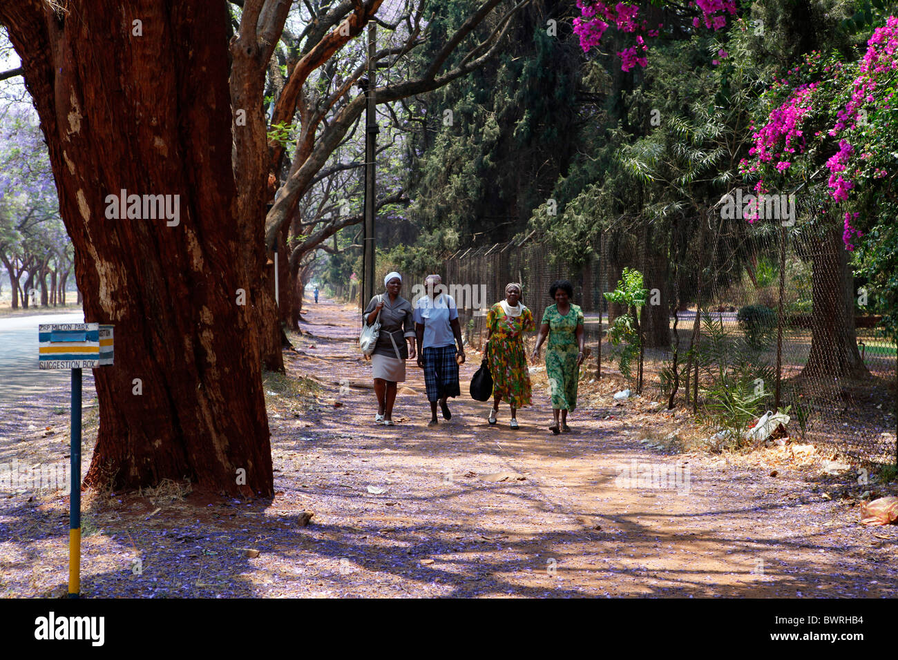 Zimbabwe harare jacaranda hi-res stock photography and images - Alamy