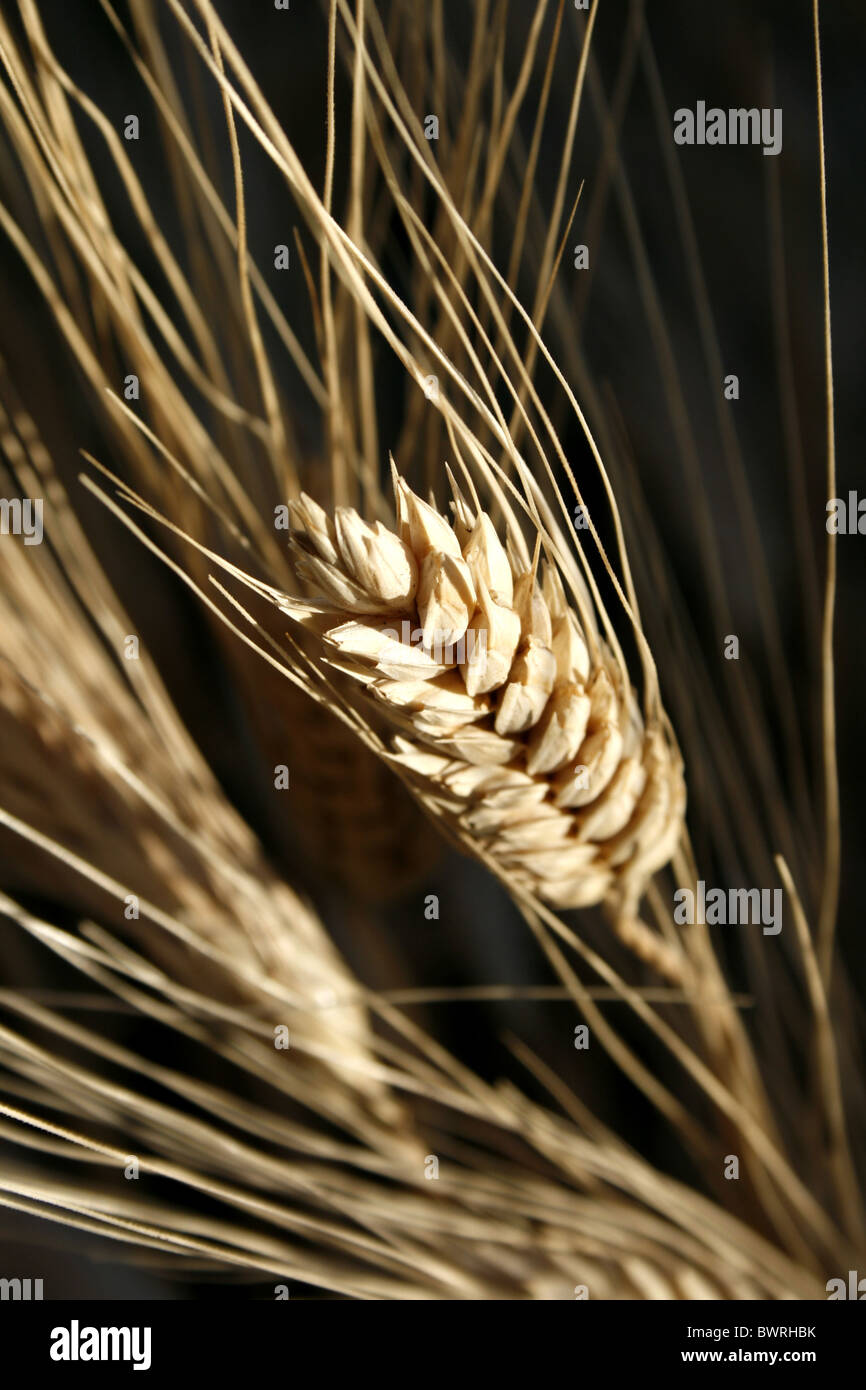 Wheat life cycle hi-res stock photography and images - Alamy