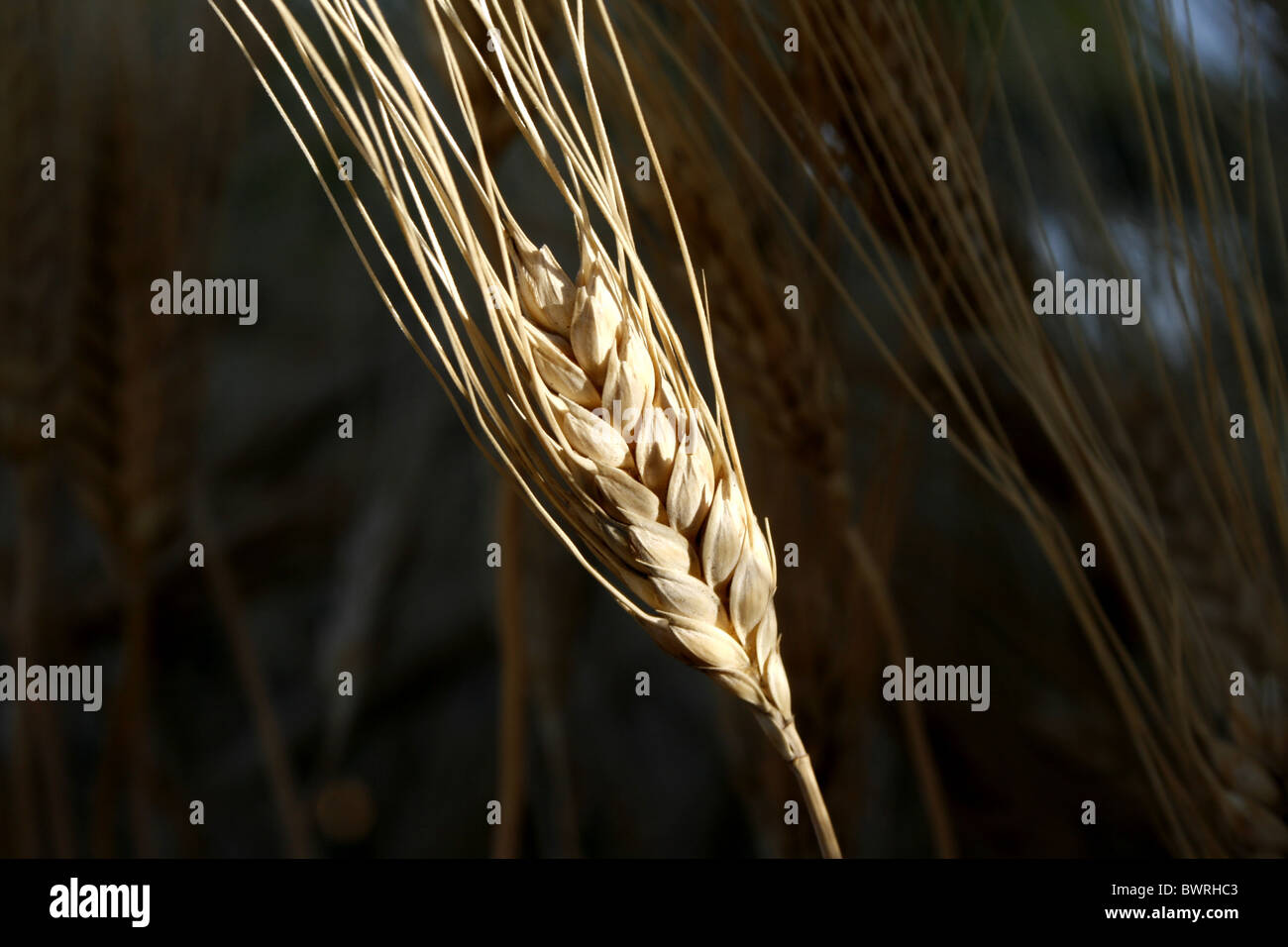 detail of wheat stems and heads Stock Photo - Alamy