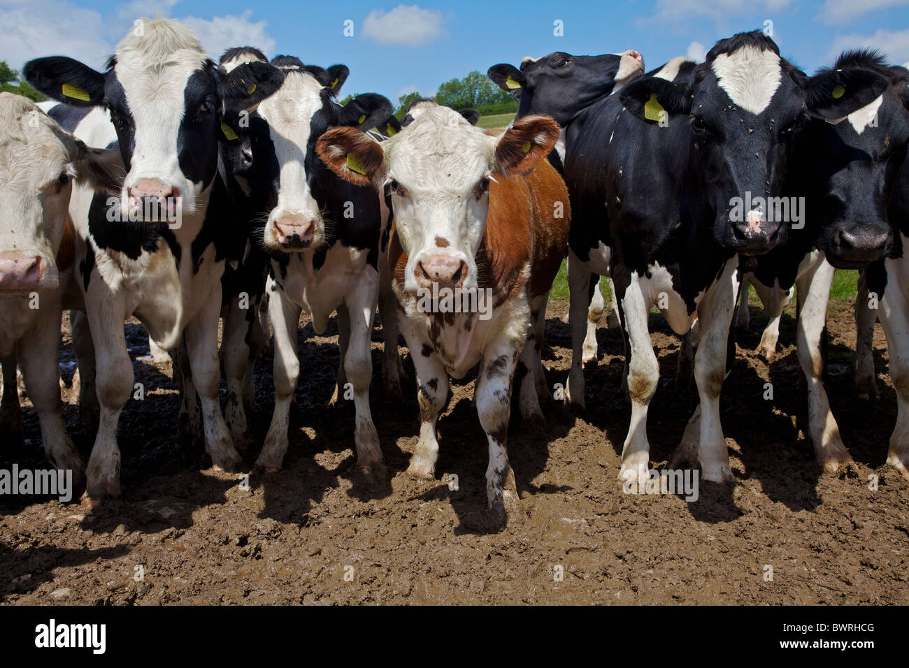 Dairy Cattle herd Stock Photo - Alamy