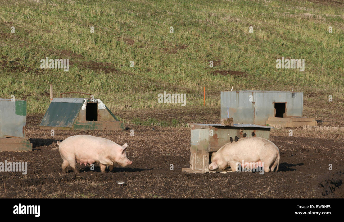 Free Range Pigs High Resolution Stock Photography and Images - Alamy