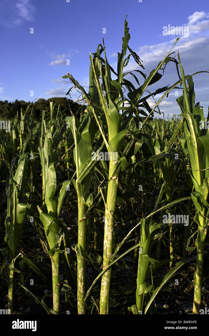 Storm damaged corn field crop chiemgau bavaria germany hi-res stock ...