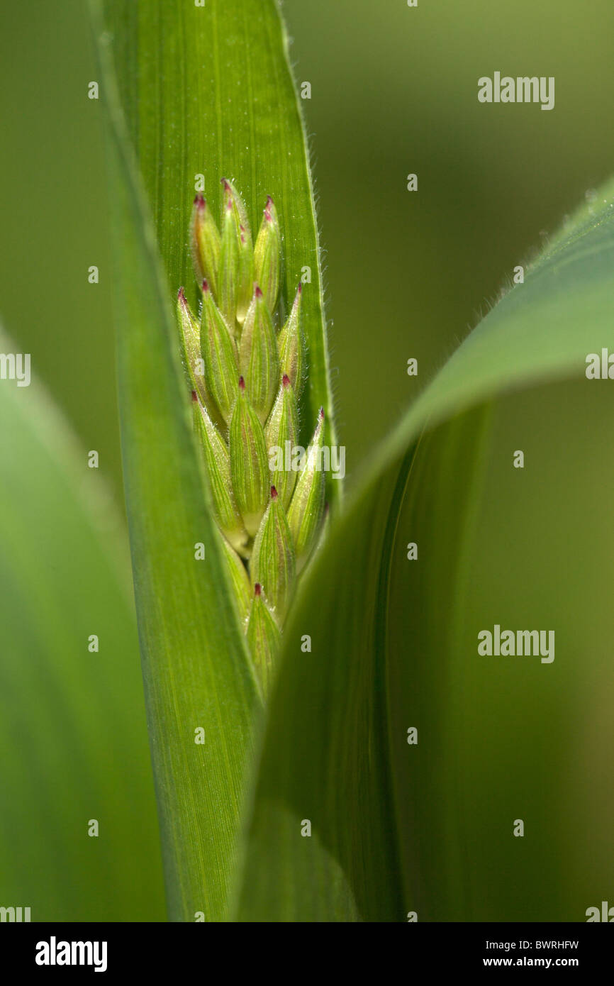 Sweet corn shoot Stock Photo - Alamy