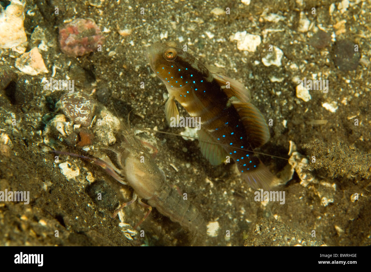 Bluespot shrimpgoby, Cryptocentrus sp., and shrimp Raja Ampat Indonesia ...