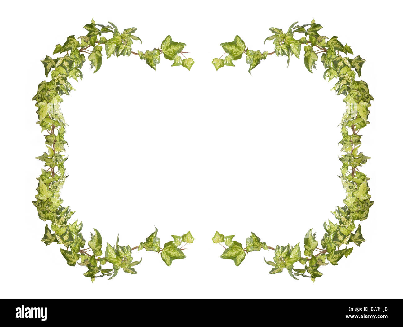 ivy frame isolated on white background Stock Photo - Alamy