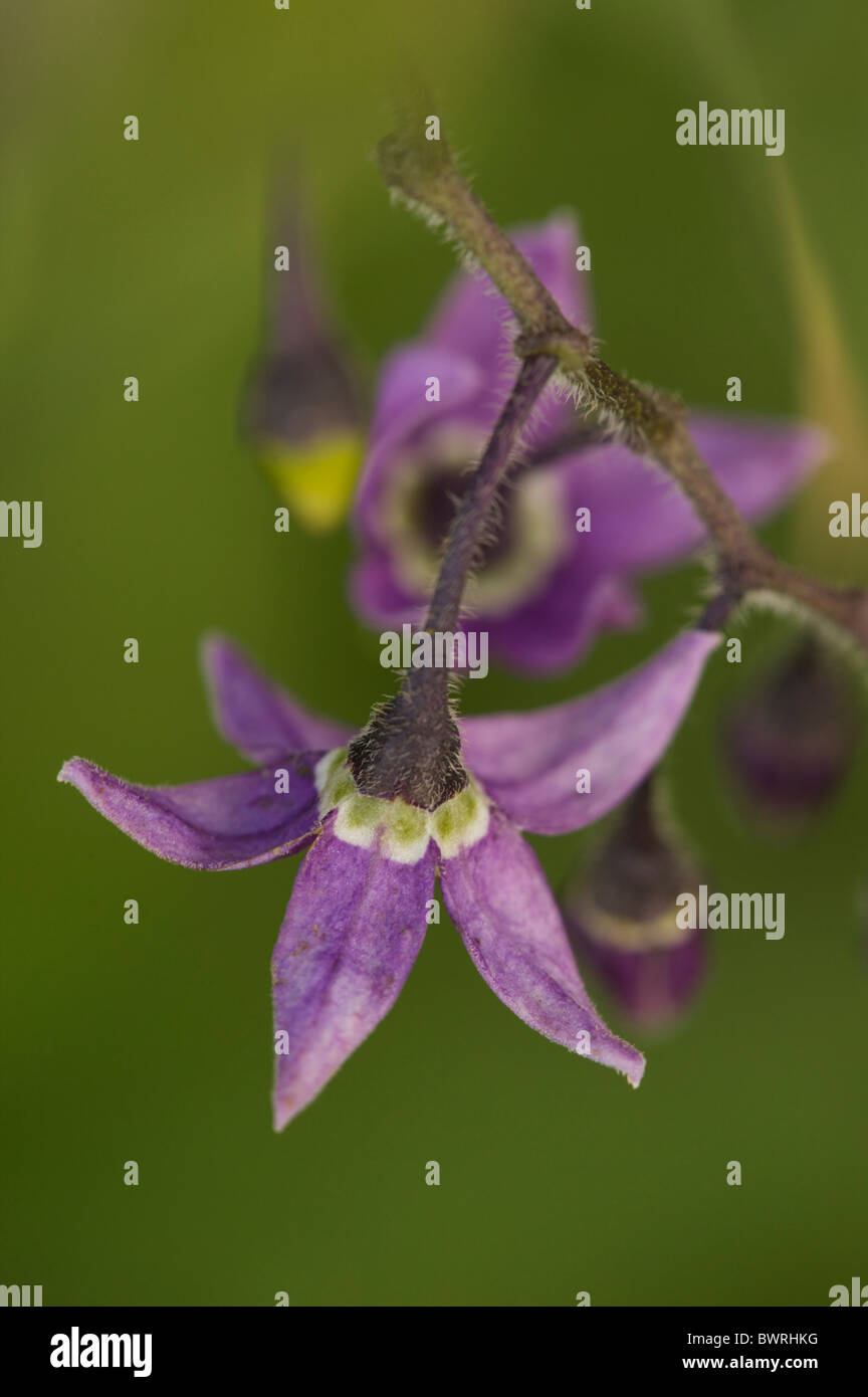 Nightshade flower hi-res stock photography and images - Alamy
