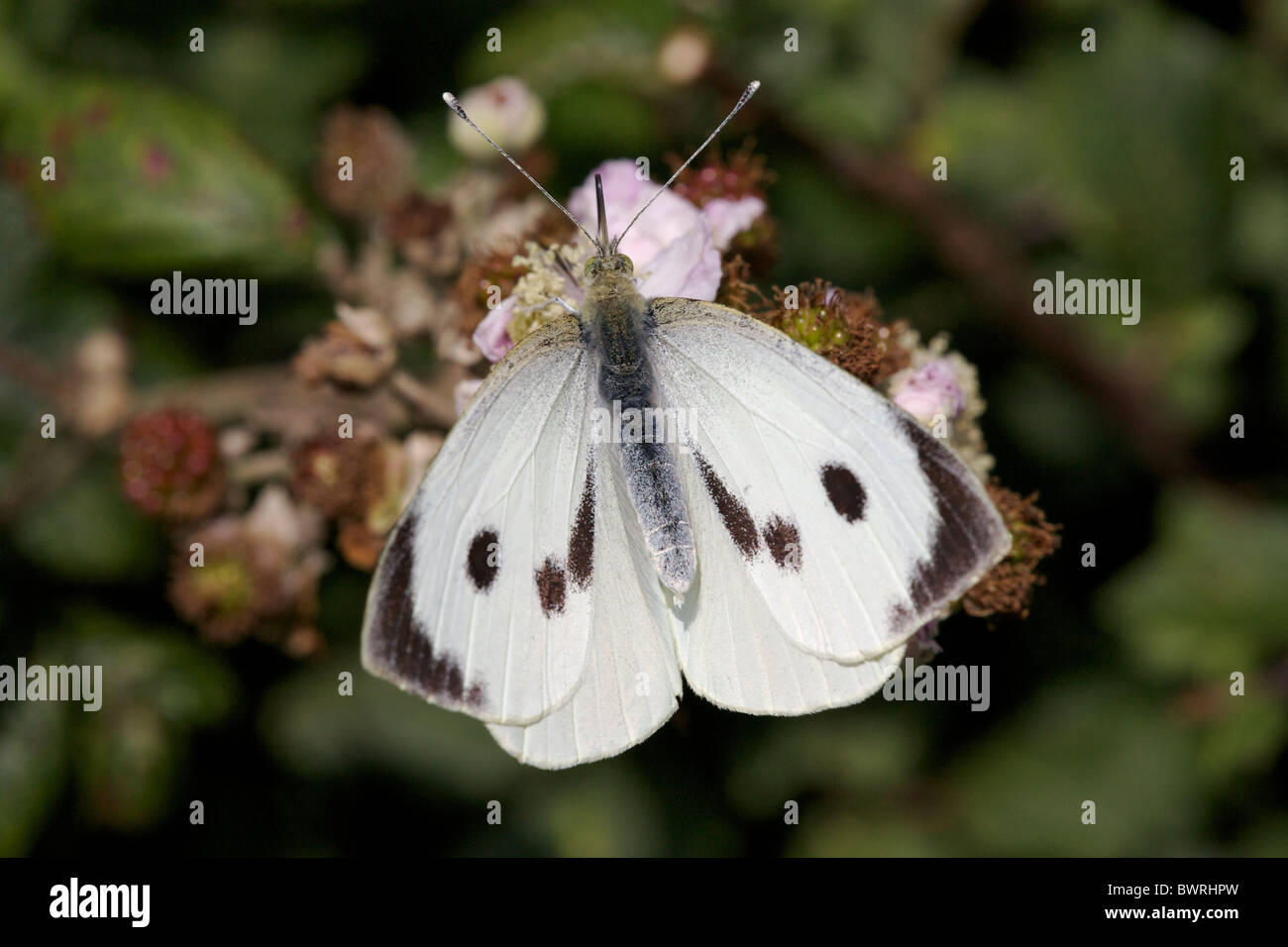 Small White (Pieris rapae) butterfly on bramble Stock Photo - Alamy
