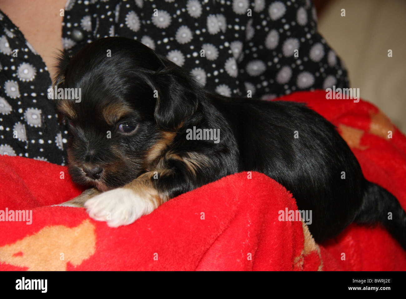 Havanese dog puppy young animal animals pet pets indoor inside person ...