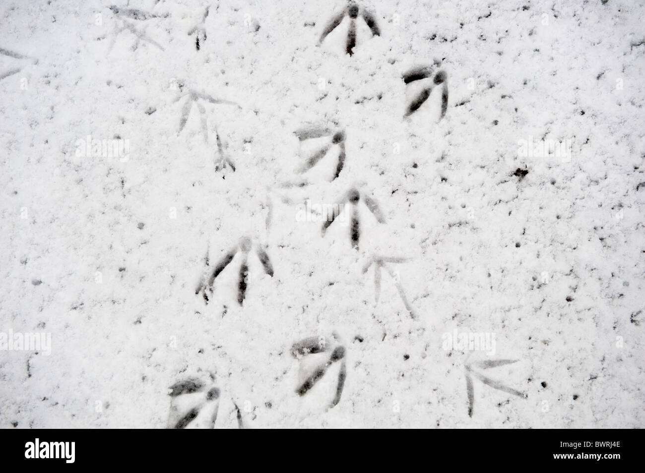 Duck footprint hi-res stock photography and images - Alamy