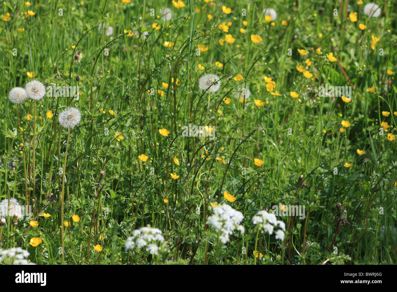 Meadow flowering pasture nature flowers flower blooming buttercup ...