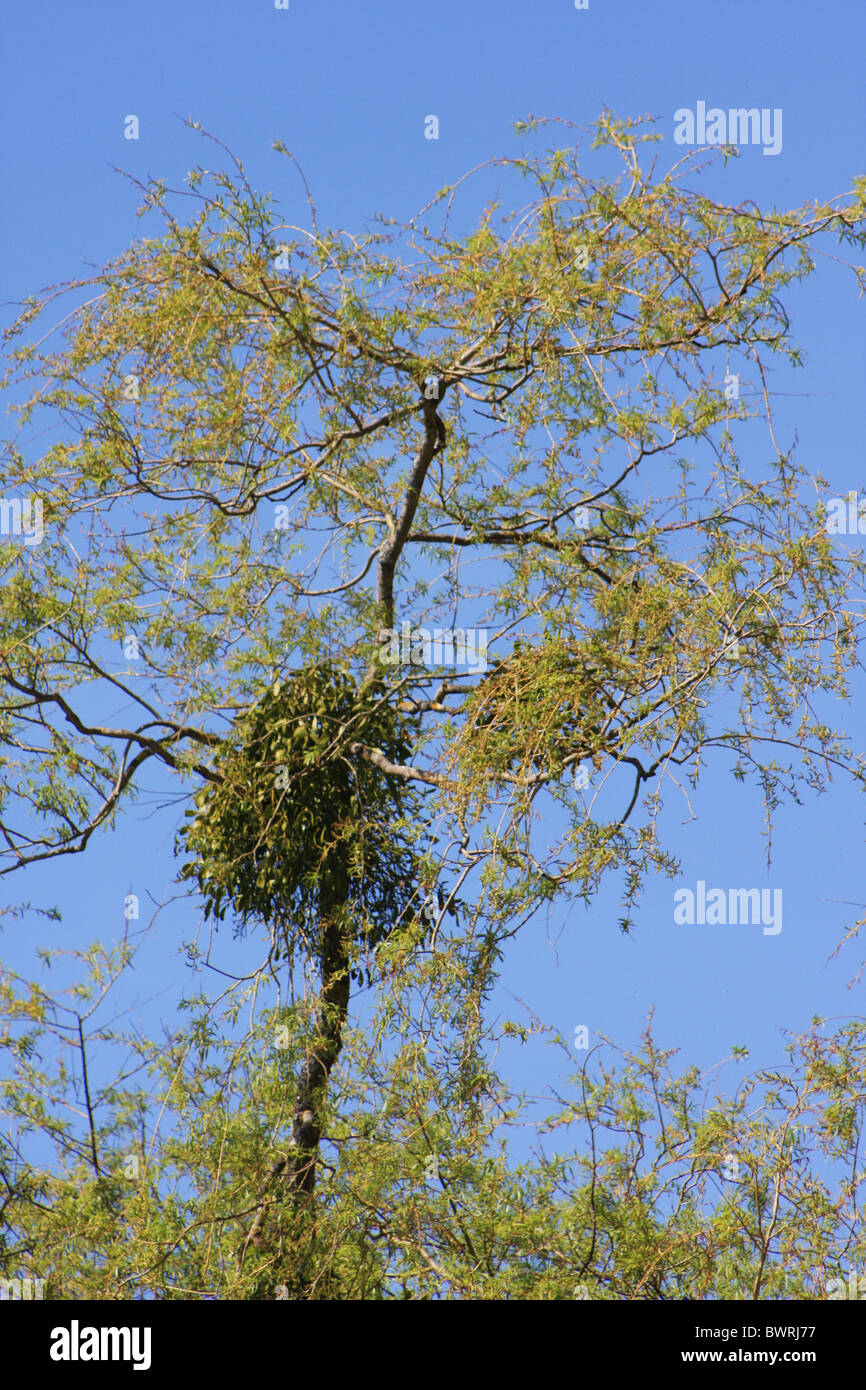 Mistletoe Mistletoes Viscum spring springtime tree trees blue sky ...