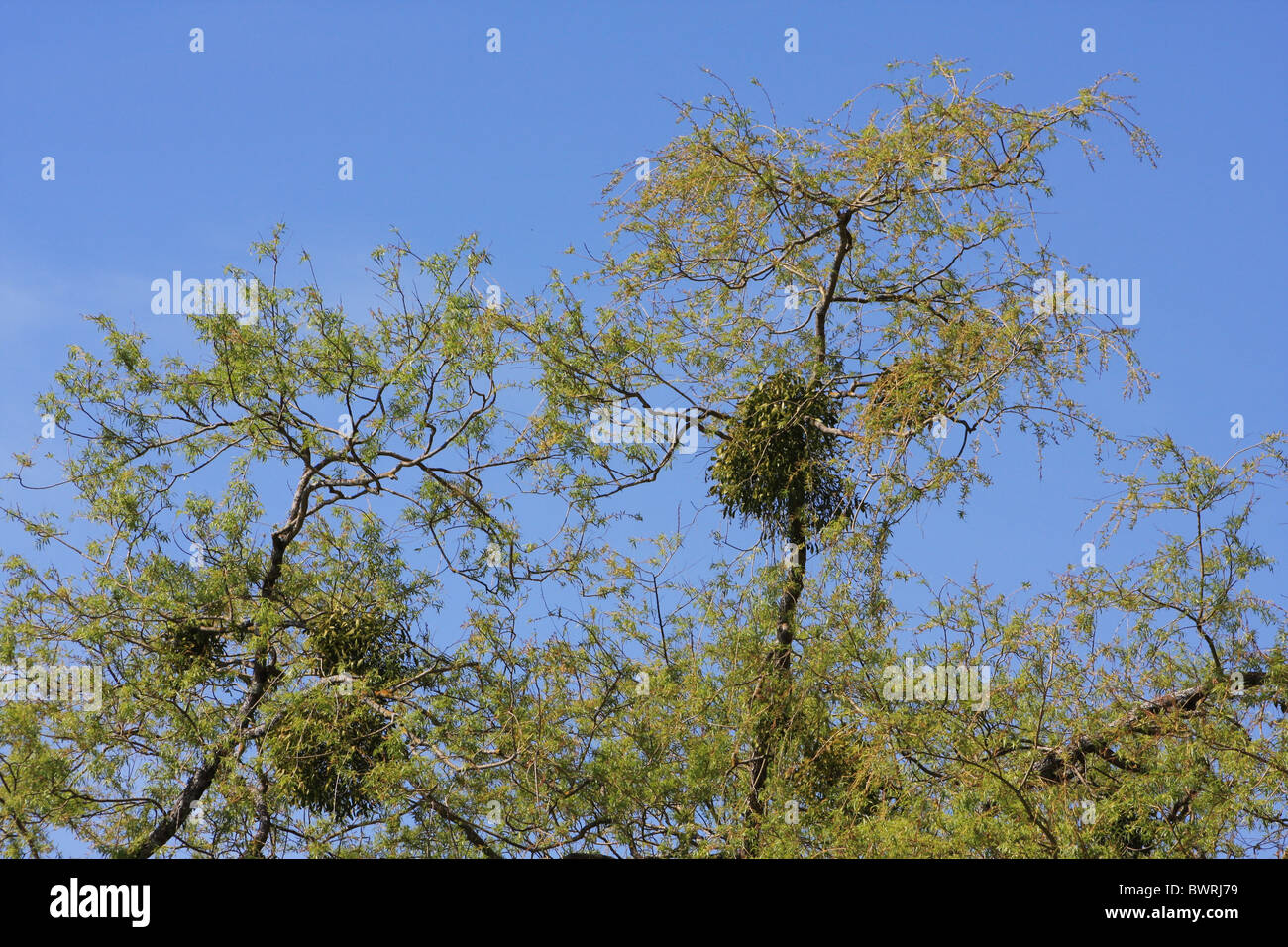 Mistletoe Mistletoes Viscum spring springtime tree trees blue sky ...