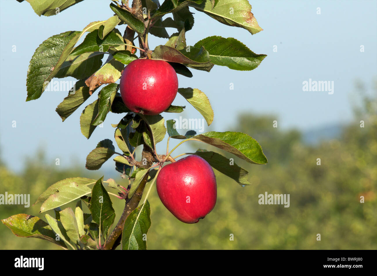 Katy variety growing tree hi-res stock photography and images - Alamy