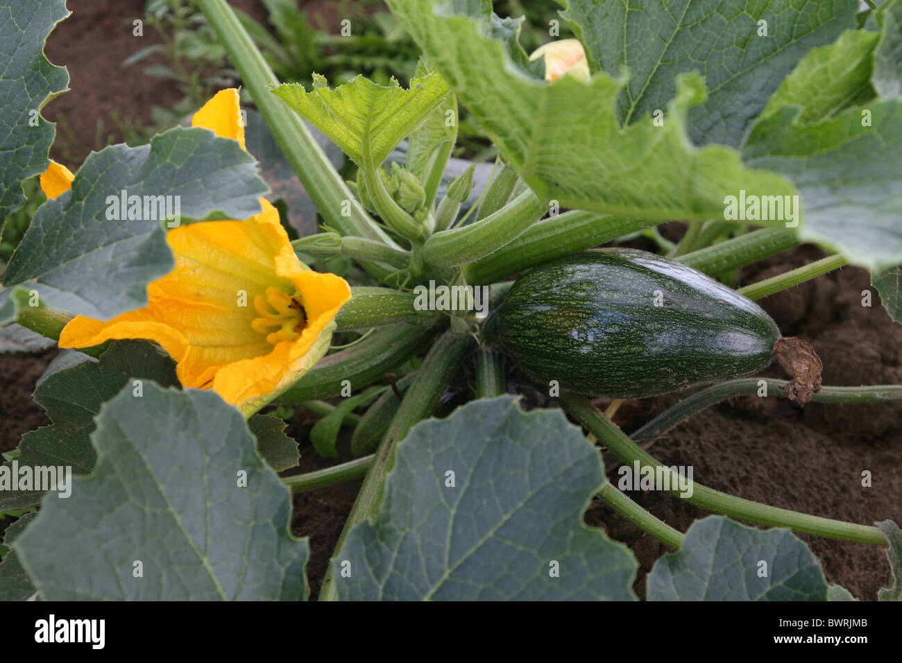 Little marrow type pumpkin and yellow flower Stock Photo - Alamy