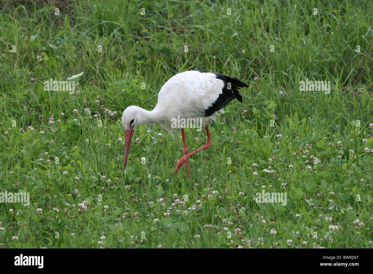 Meadow stork beak hi-res stock photography and images - Alamy