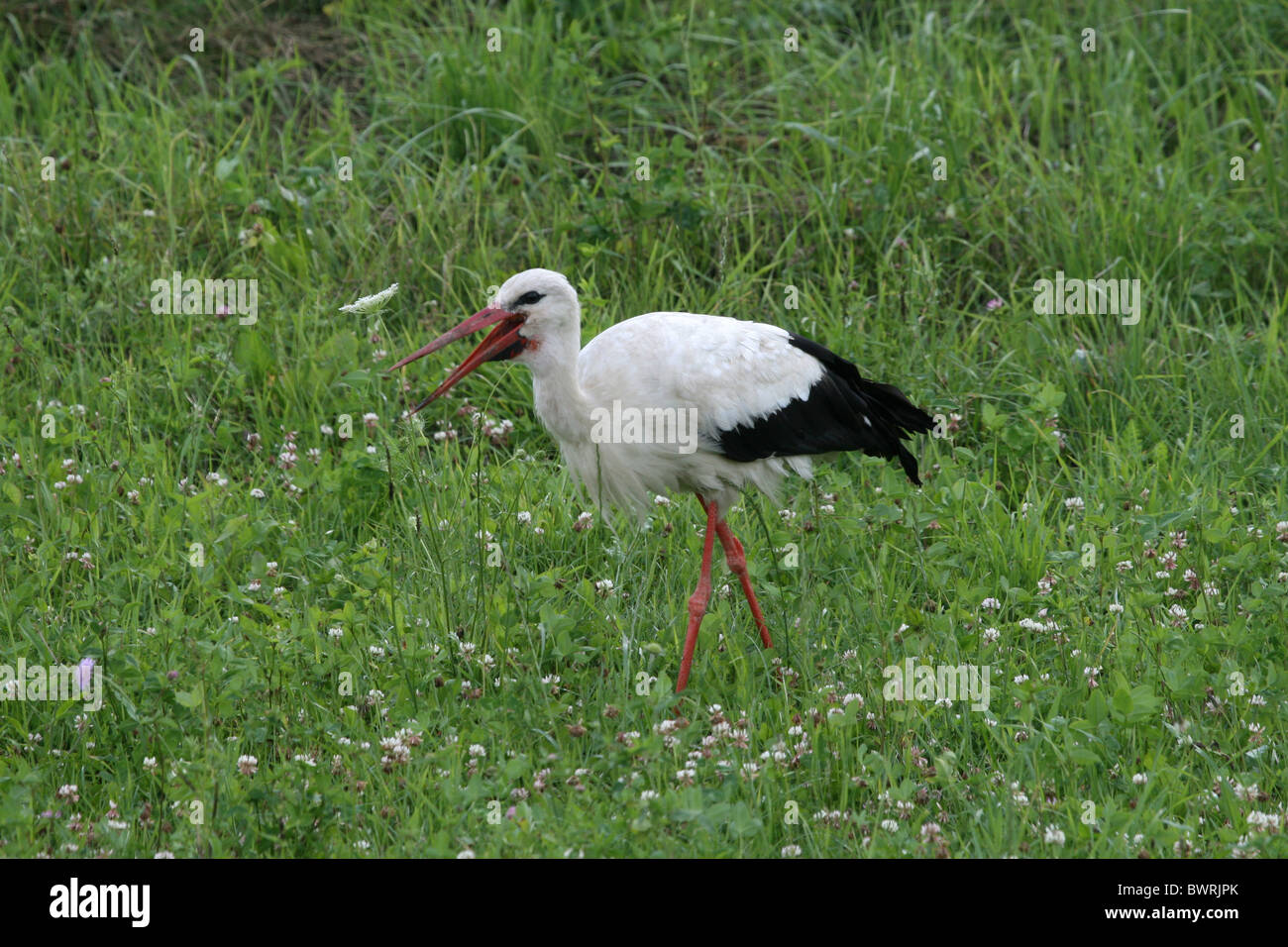 Meadow black stork hi-res stock photography and images - Alamy