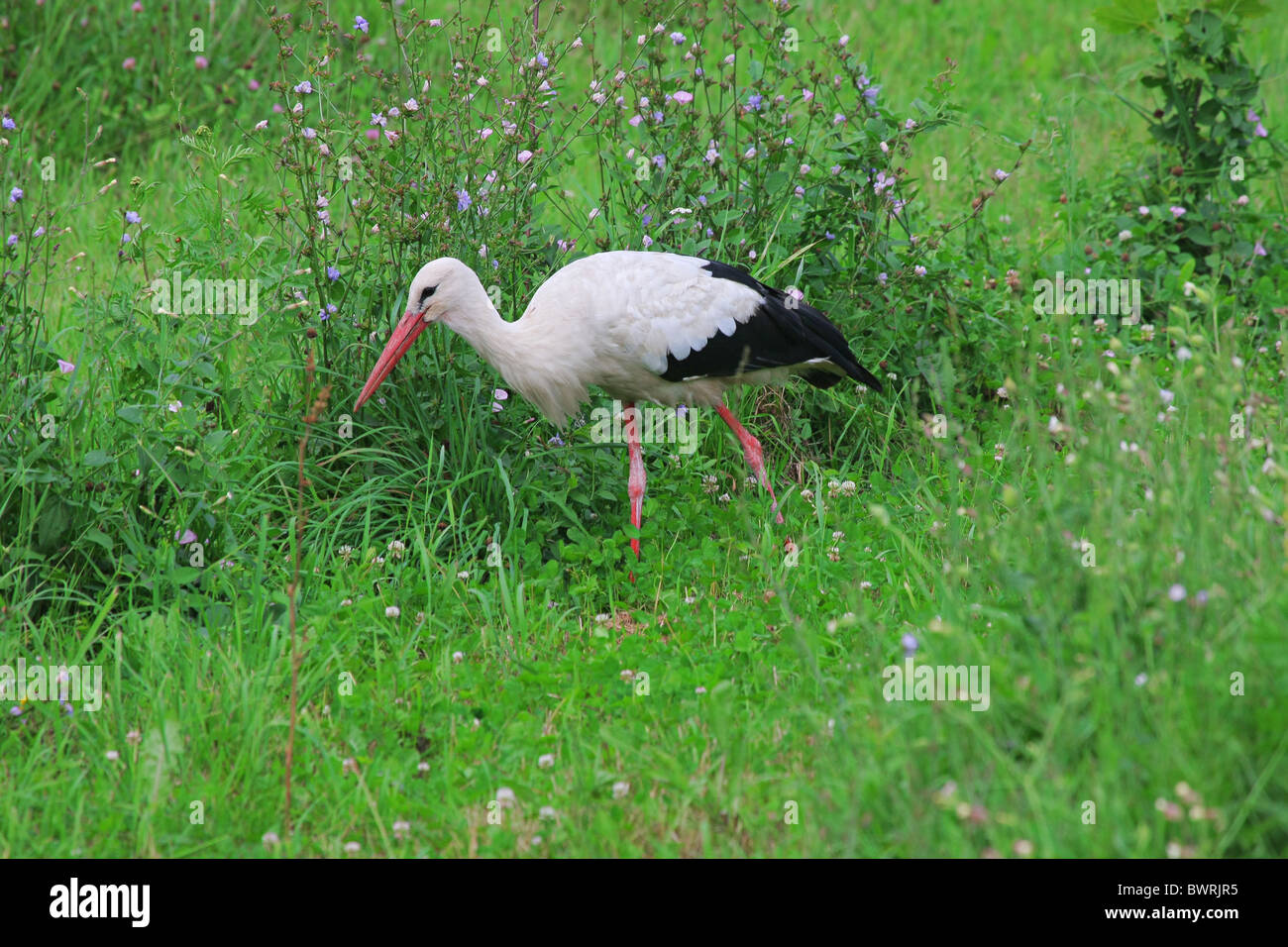 White stork in green grass on summer day Stock Photo - Alamy