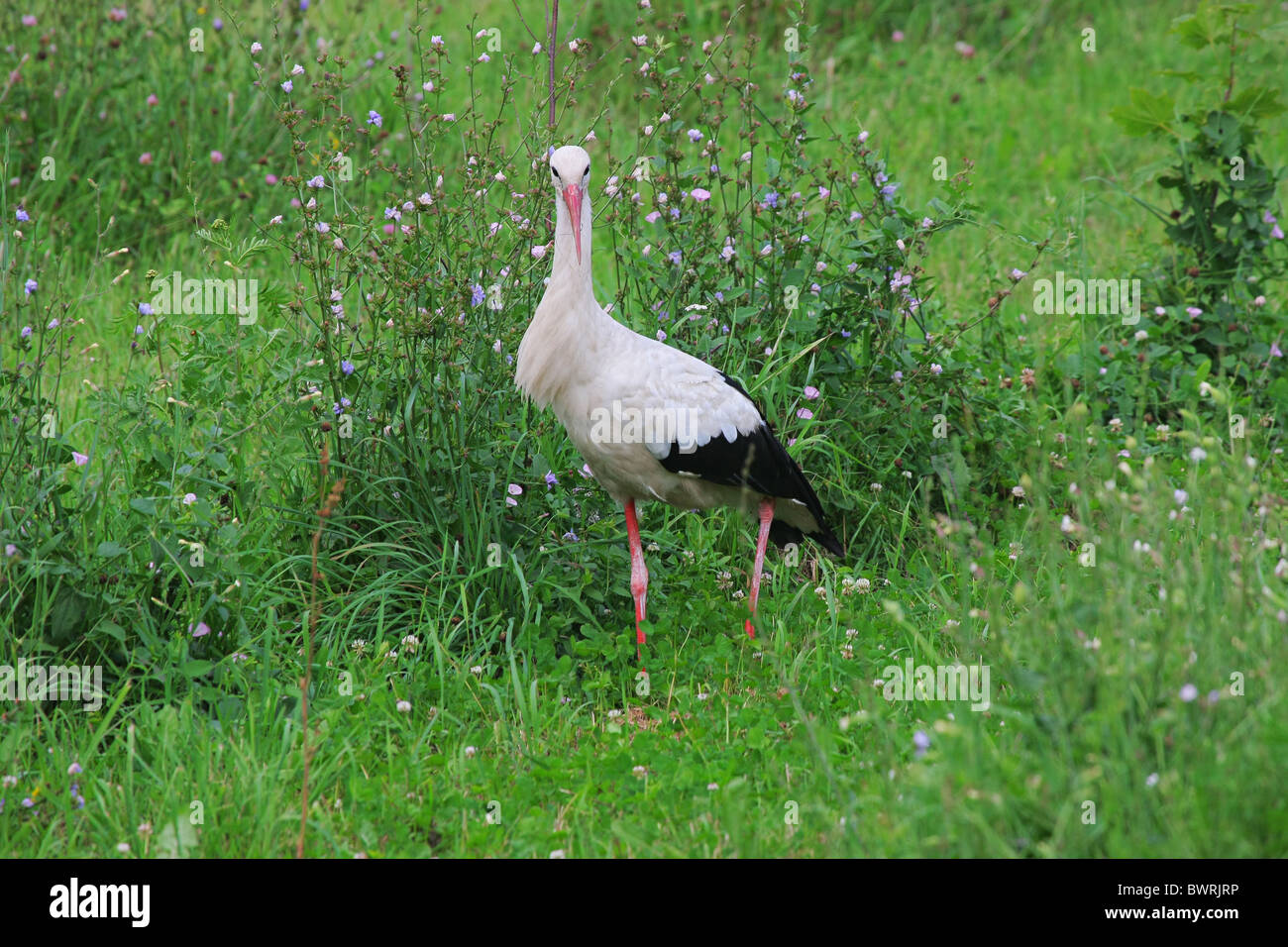 White stork in green grass on summer day Stock Photo - Alamy
