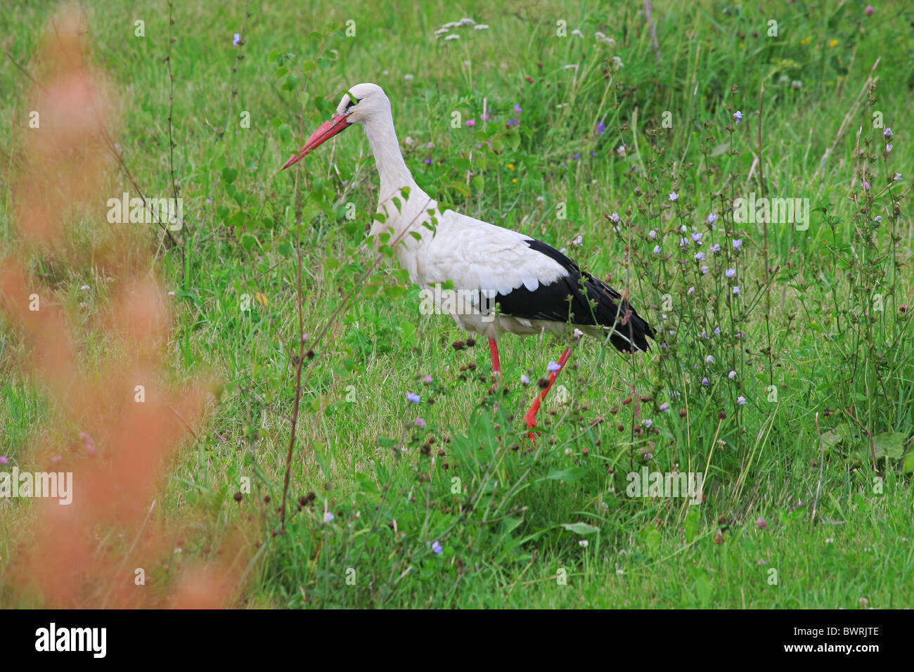 White stork in green grass on summer day Stock Photo - Alamy