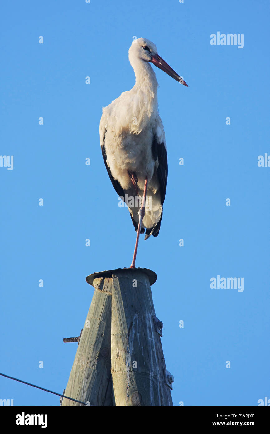 White stork on electric pole on the background of blue sky Stock Photo ...