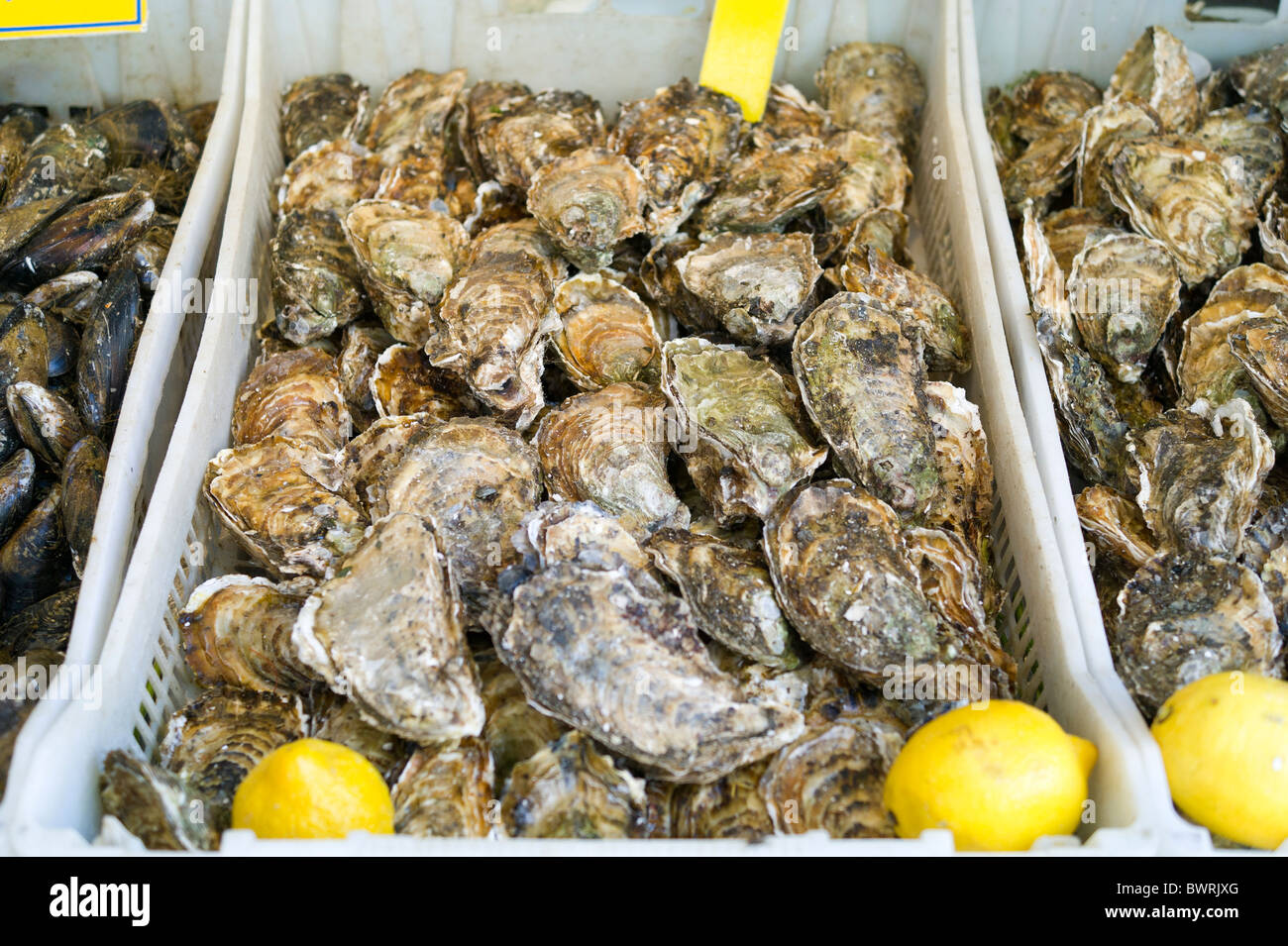 Oysters on a Shell Fish Stall in Beziers France Stock Photo - Alamy