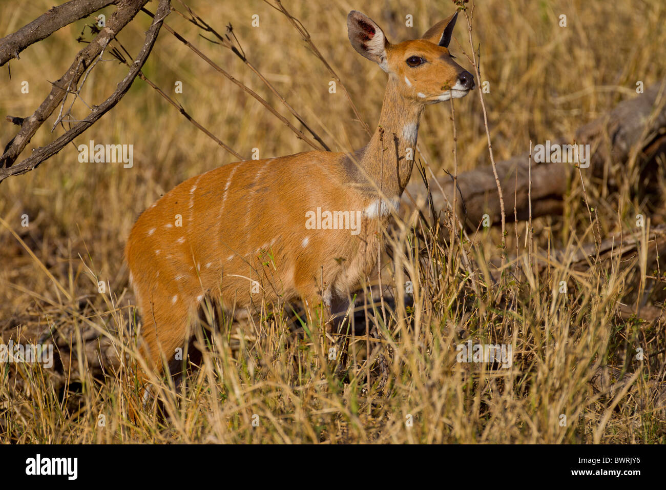 Portrait of a bushbock (Tragelaphus sylvaticus) in the bush. The photo ...