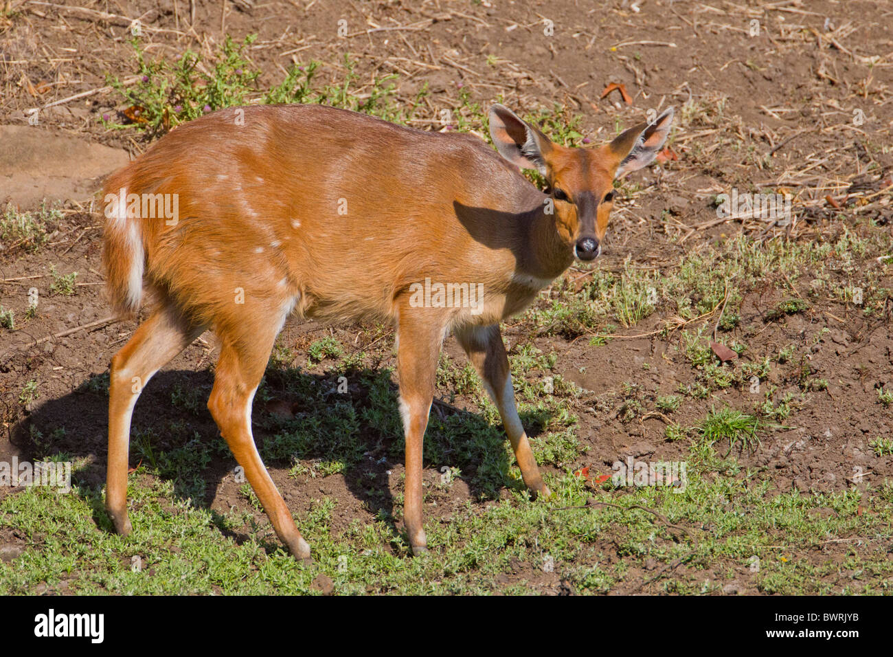 Portrait of a bushbock (Tragelaphus sylvaticus) in the bush. The photo ...