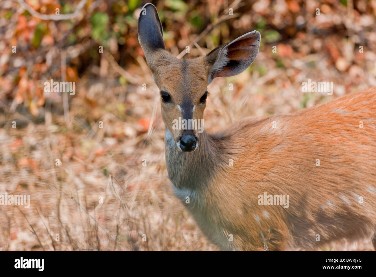 Portrait of a bushbock (Tragelaphus sylvaticus) in the bush. The photo ...