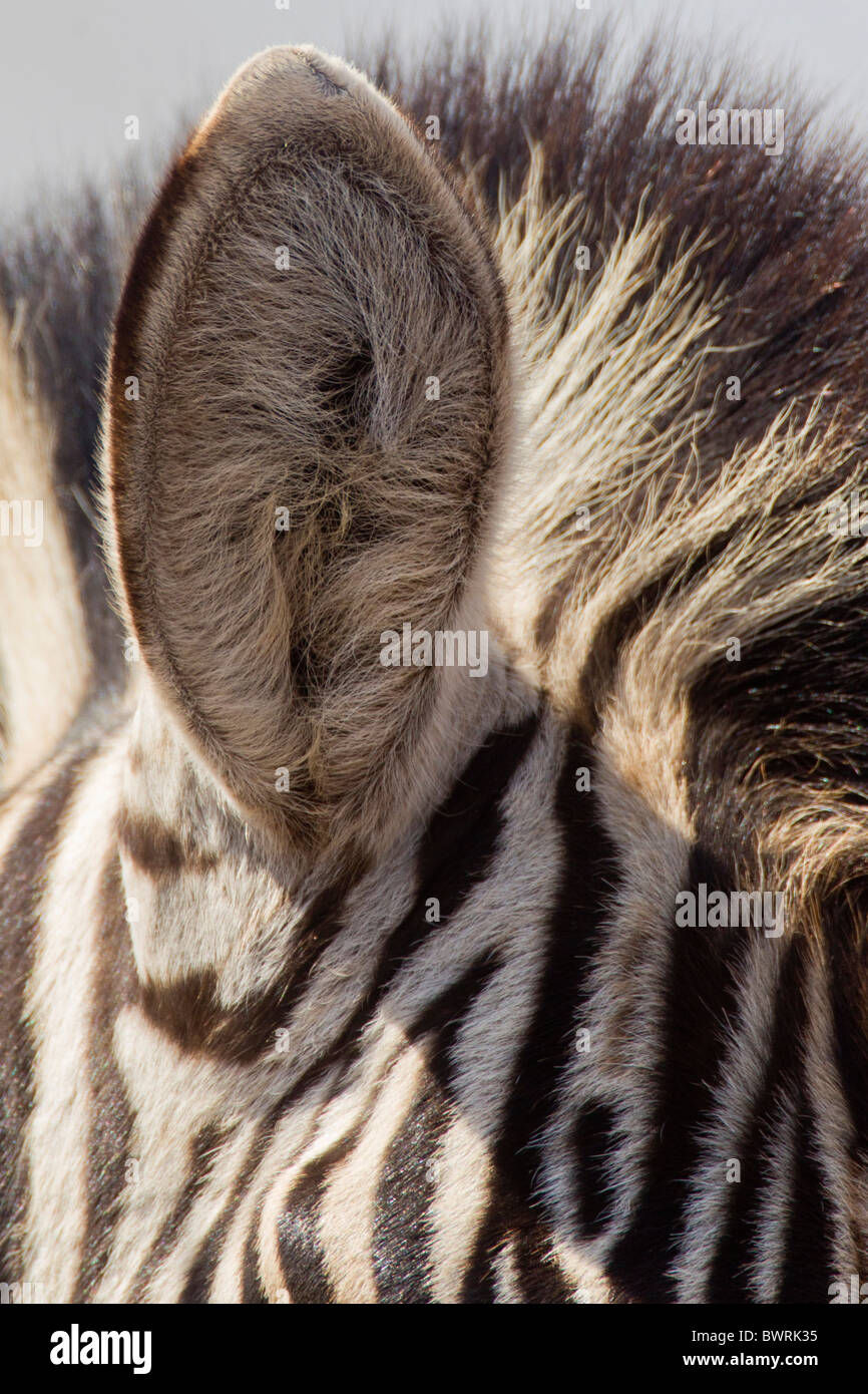 Macro shot the ear of a plains zebra (equus quagga). The photo was ...