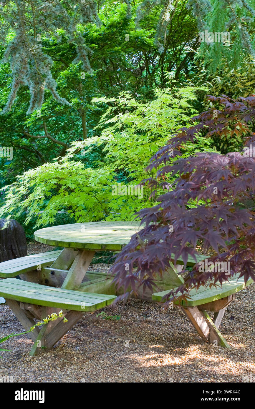 Garden Table and Seating in Shady area with Japanese Maples Stock Photo ...