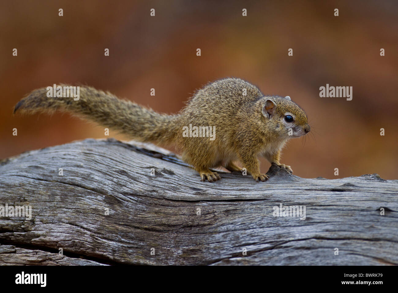 Portrait of an african tree squirrel (Paraxerus cepapi). The photo was ...