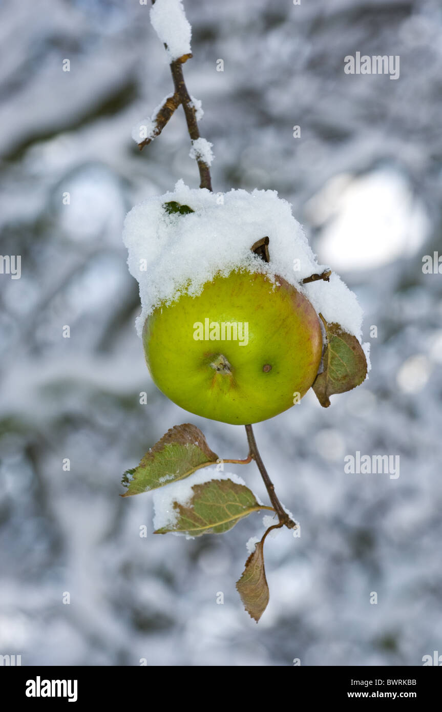 Snow covered apples still attached too the apple tree Stock Photo - Alamy