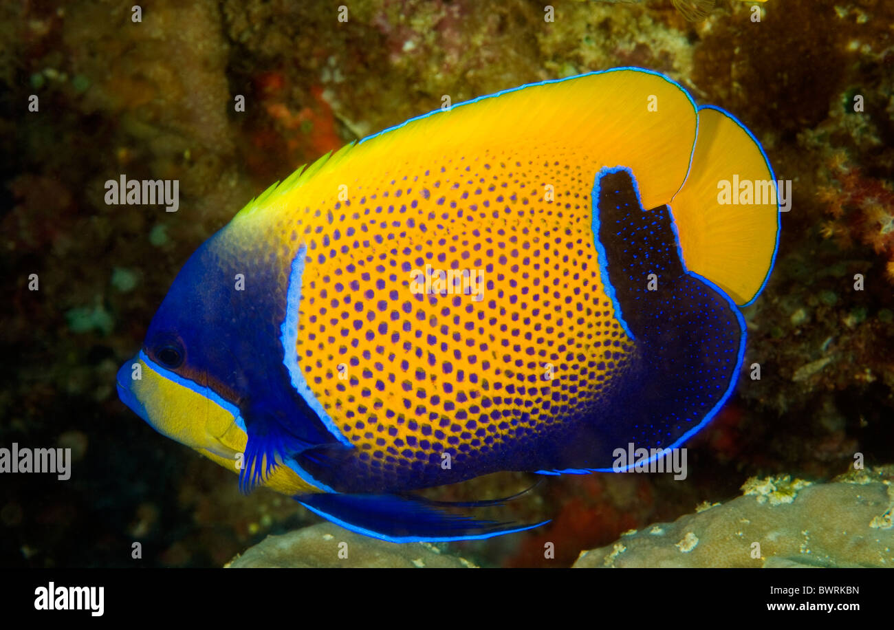 Blue girdled angelfish, Pomacanthus navarchus, Raja Ampat Indonesia ...