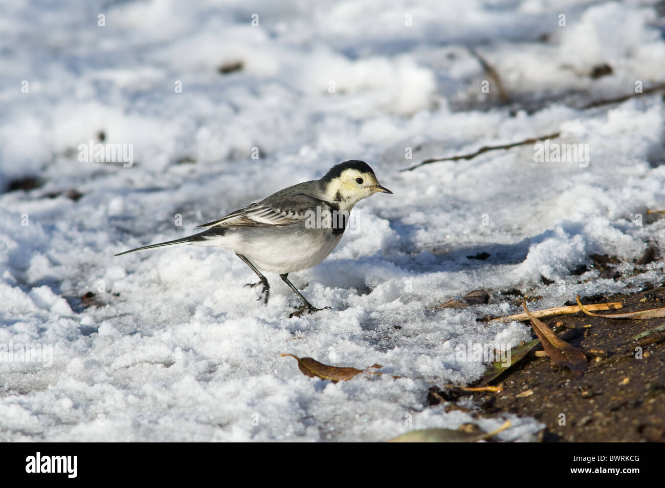 Pied Wagtail in search for food in the snow Stock Photo - Alamy
