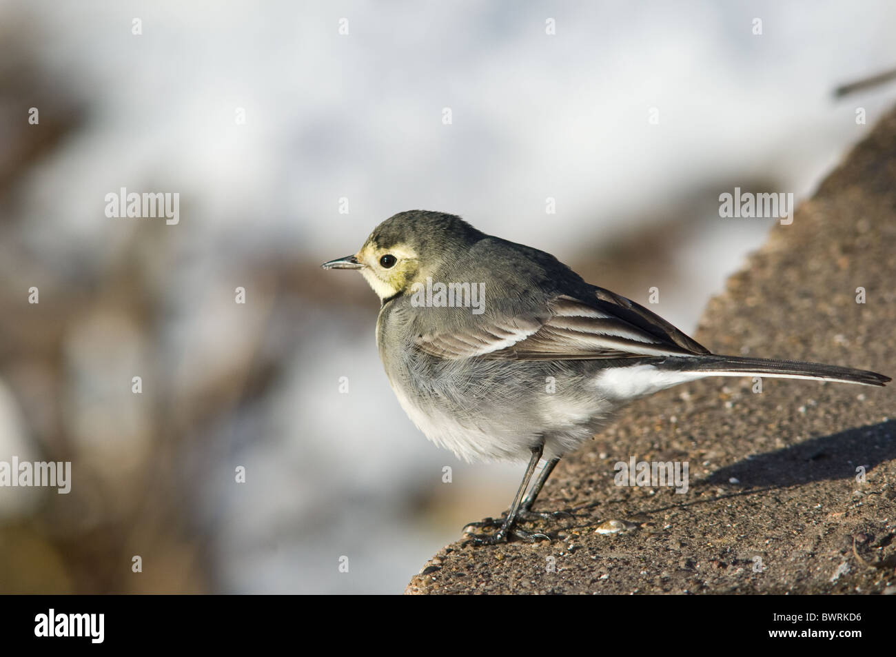 Female Pied Wagtail Stock Photo - Alamy